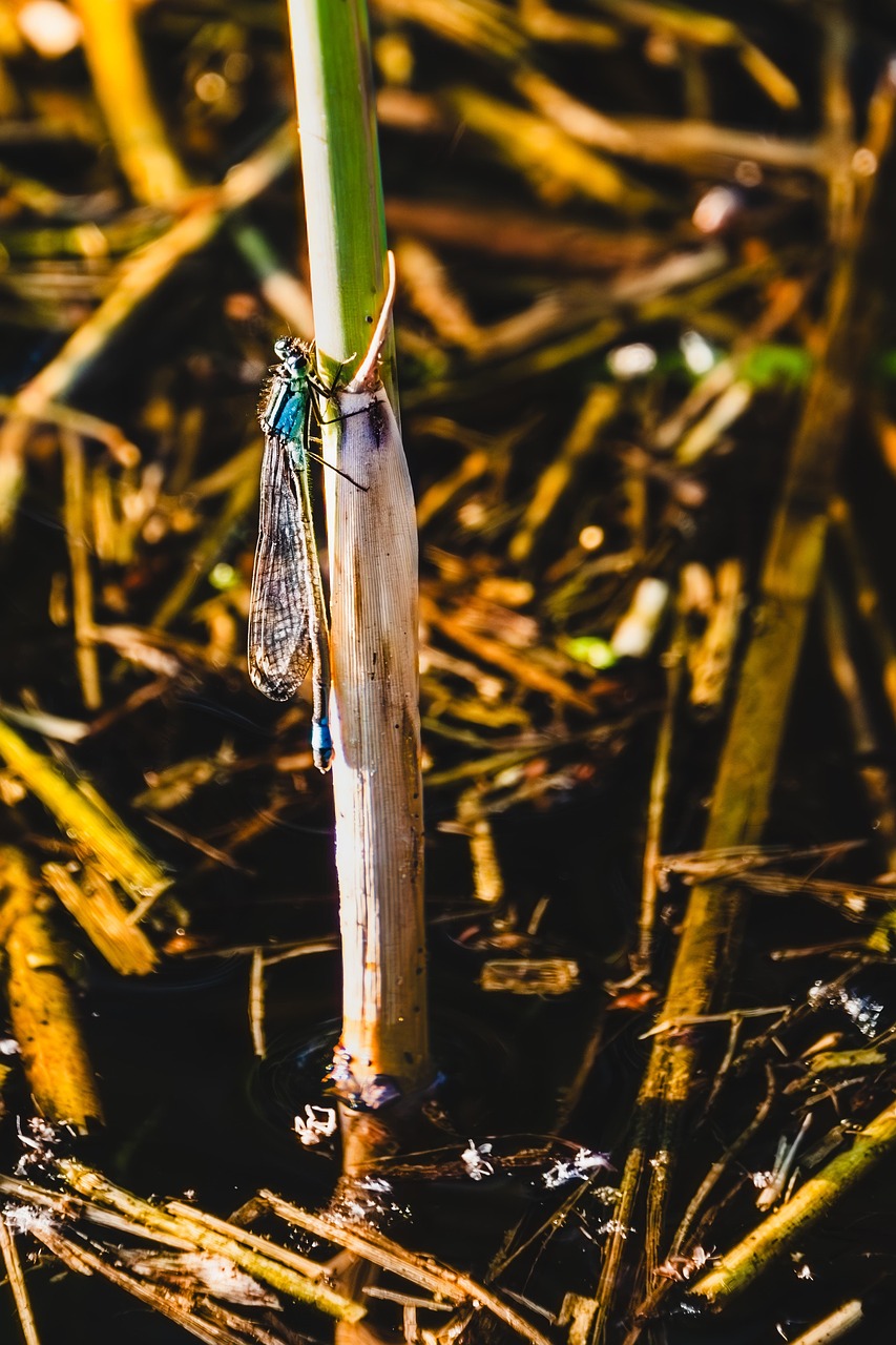 Dragonfly Plant Close-Up - Free photo on Pixabay - Pixabay