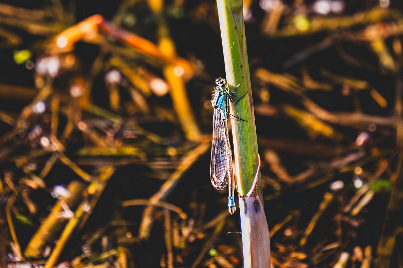 Dragonfly Close-Up Insect - Free photo on Pixabay - Pixabay