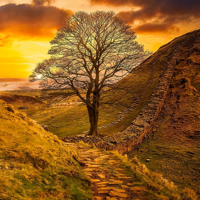 Sycamore Gap The Tree - Free photo on Pixabay - Pixabay