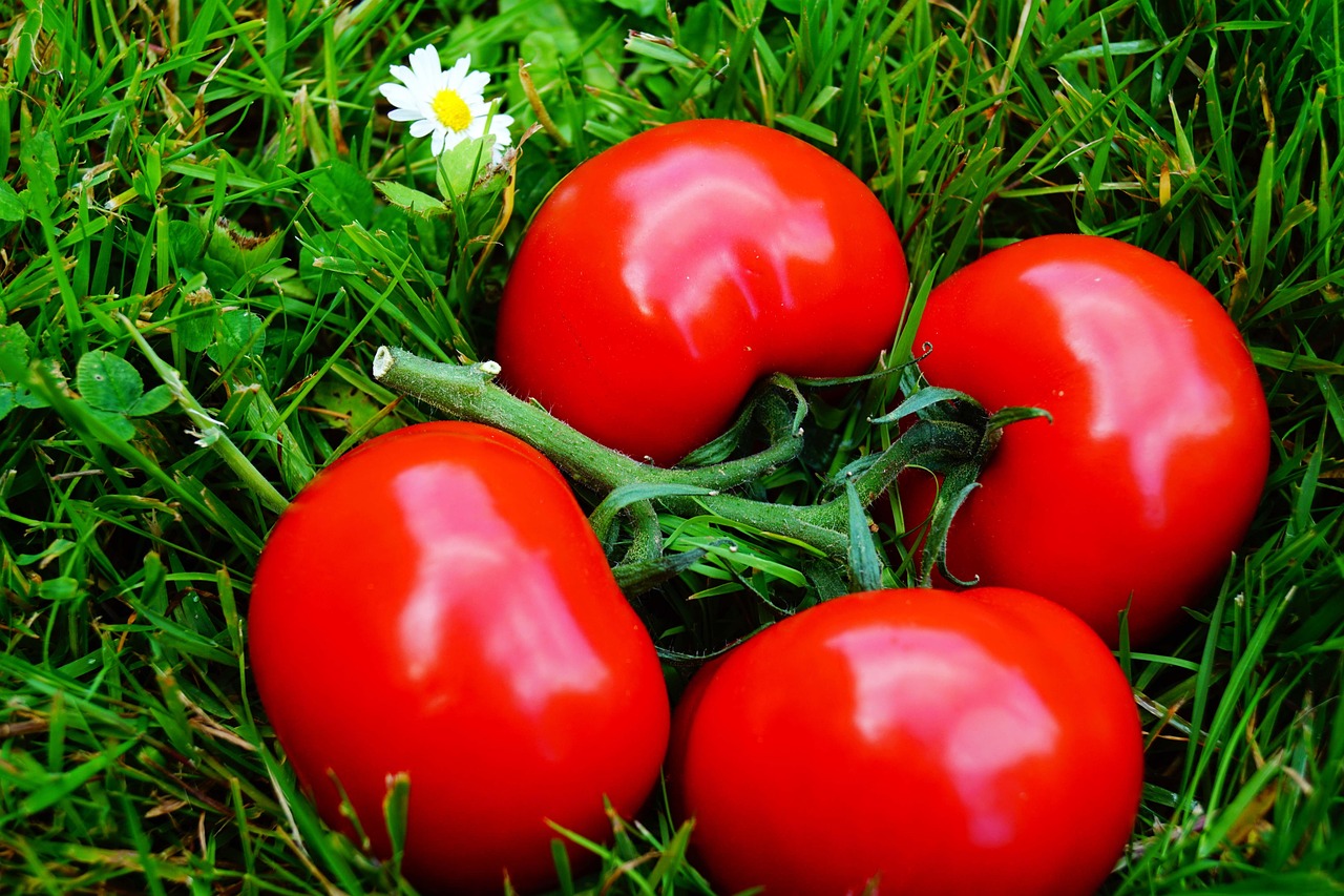 Tomatoes Daisy Cluster - Free photo on Pixabay - Pixabay