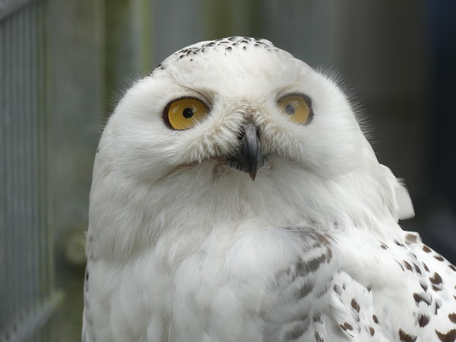 Snowy Owl Burung Hantu - Foto gratis di Pixabay - Pixabay