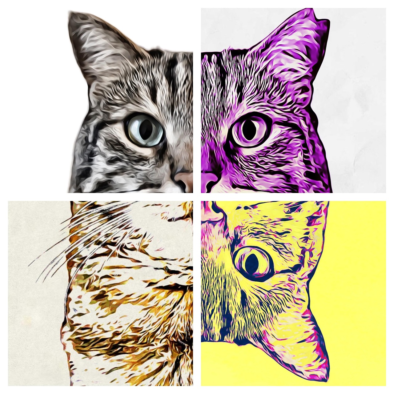 Cat Animal Feline - Free photo on Pixabay - Pixabay