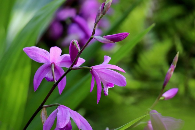 Japanese Orchid Flower Botany - Free photo on Pixabay
