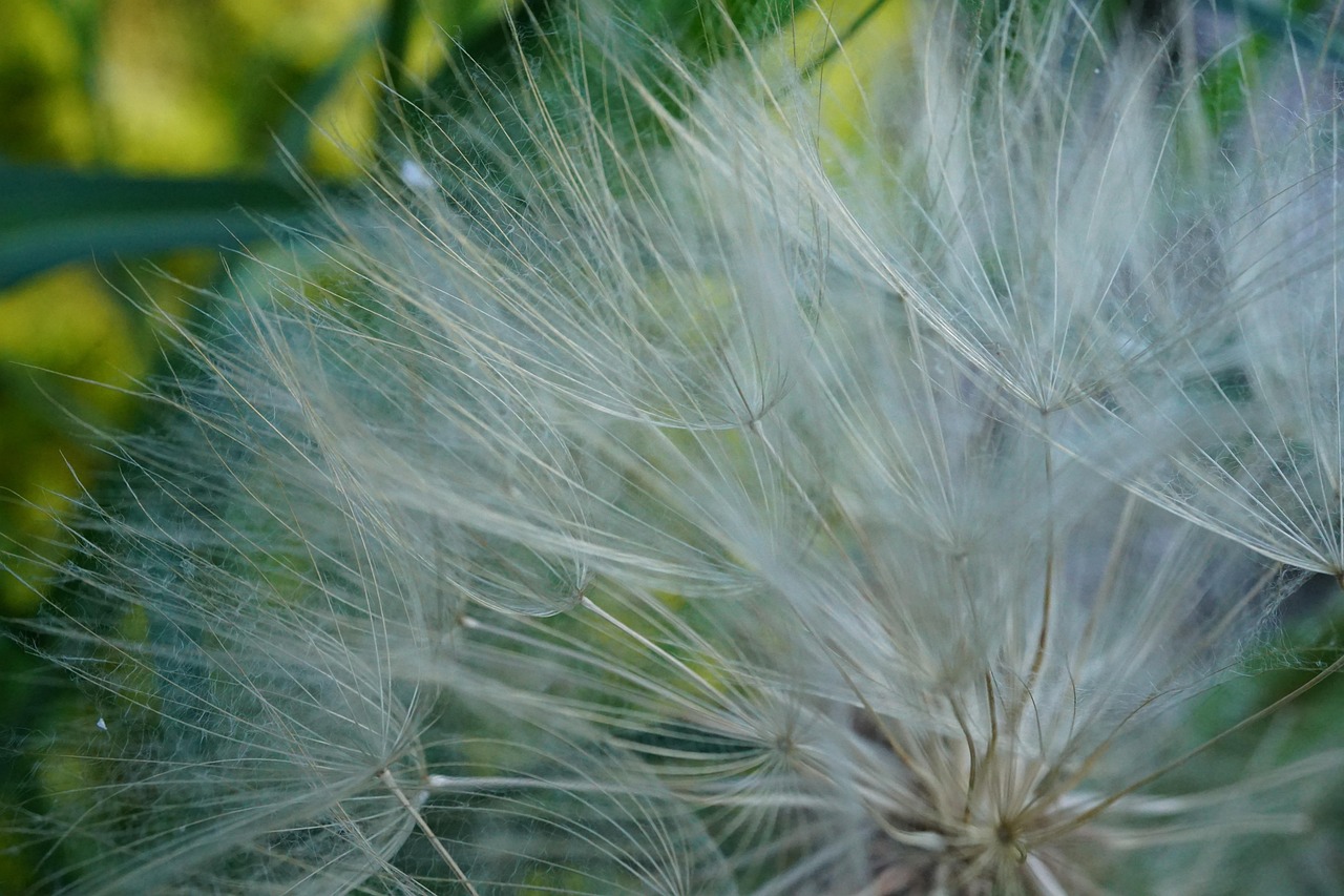 Goat Beard Weed Wild Herb - Free photo on Pixabay - Pixabay