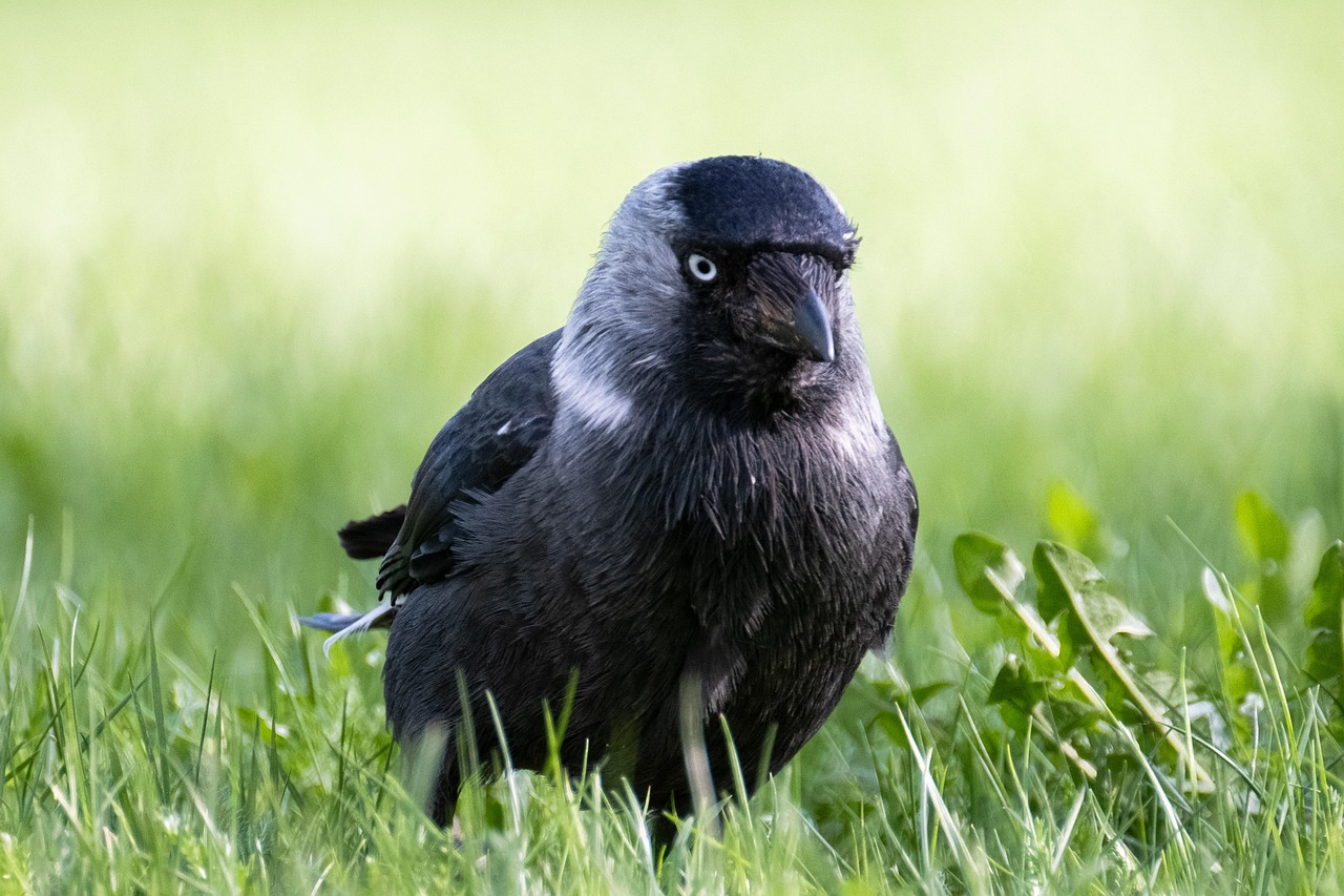 Jackdaw Bird Animal - Free photo on Pixabay - Pixabay