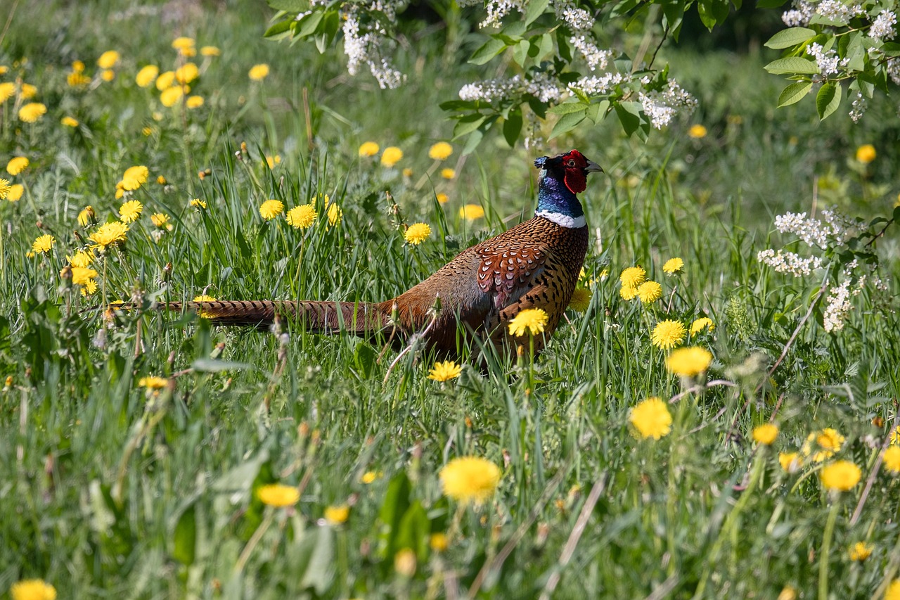 Pheasant Bird Animal - Free photo on Pixabay - Pixabay