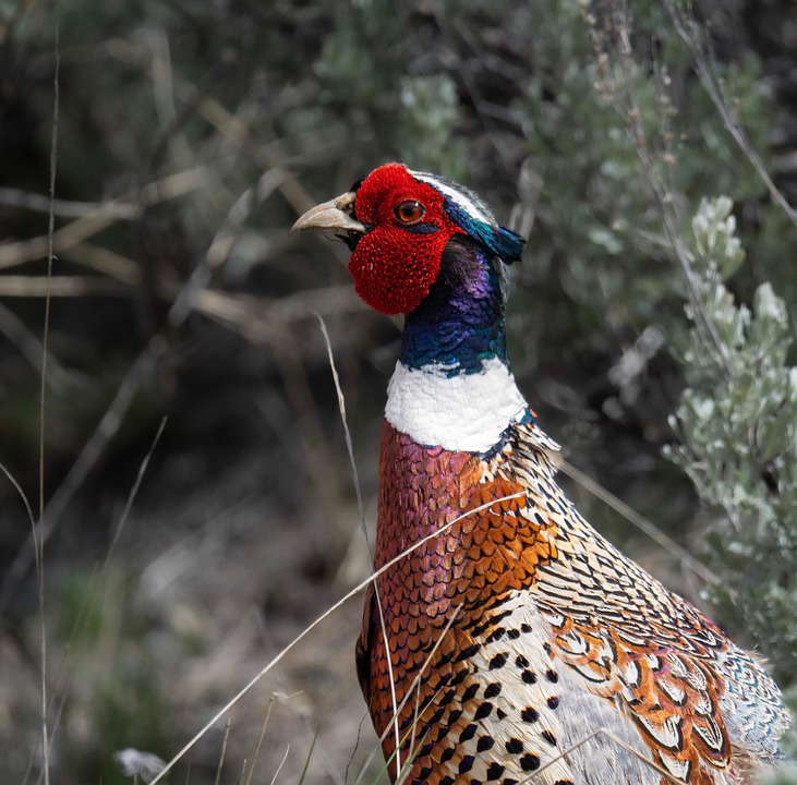 Pheasant Bird Animal Wildlife - Free photo on Pixabay - Pixabay