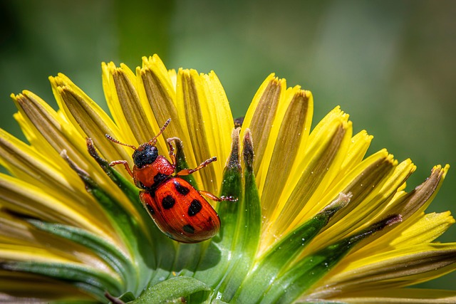 Beetle Insect Bug Agricultural - Free photo on Pixabay - Pixabay