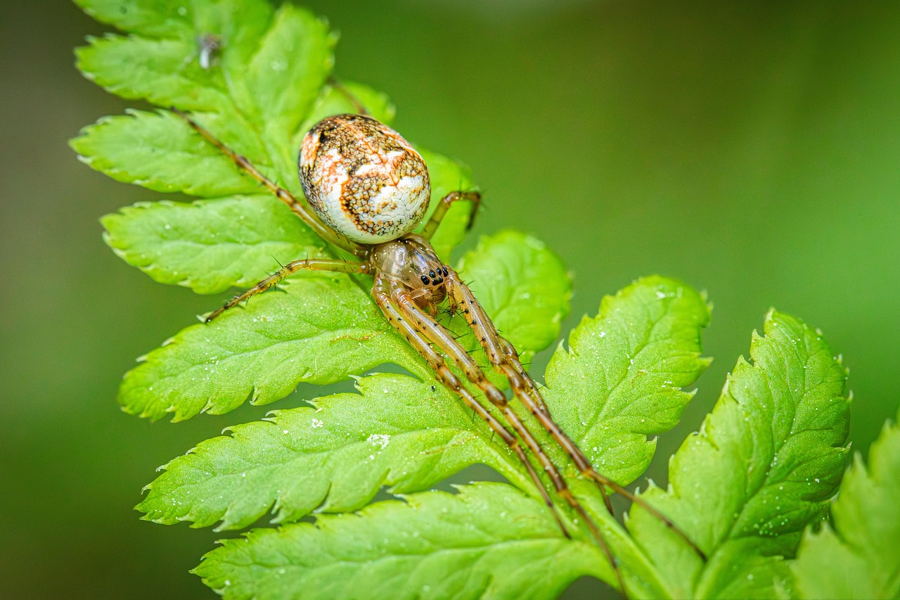 Metellina Mengei Spider Arachnid - Free photo on Pixabay - Pixabay