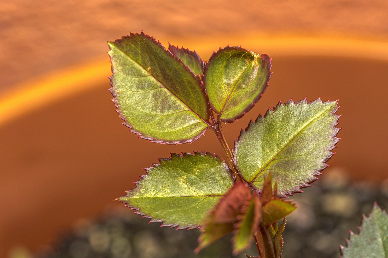Natureza Folhagem Folhas - Foto gratuita no Pixabay - Pixabay