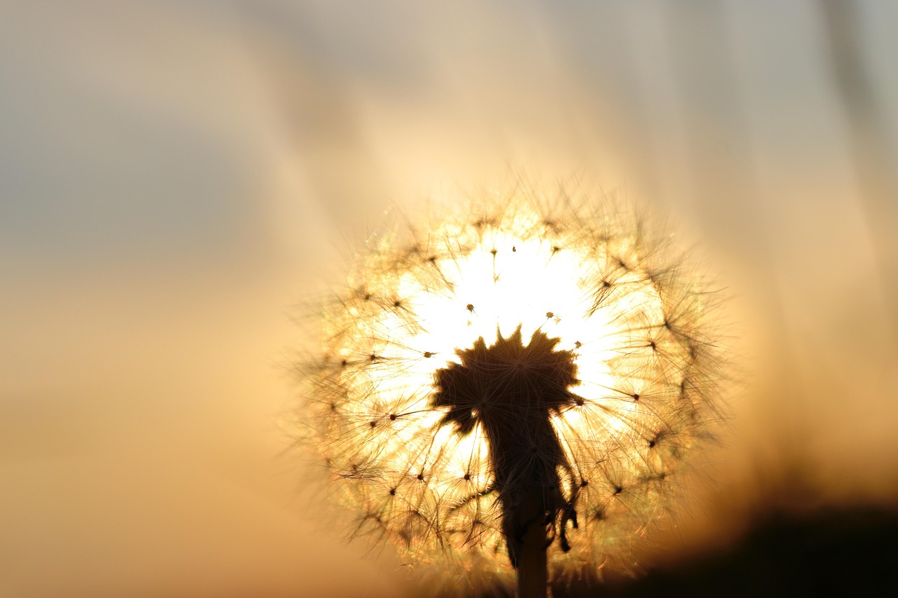 Senja Matahari Terbenam Alam - Foto gratis di Pixabay - Pixabay