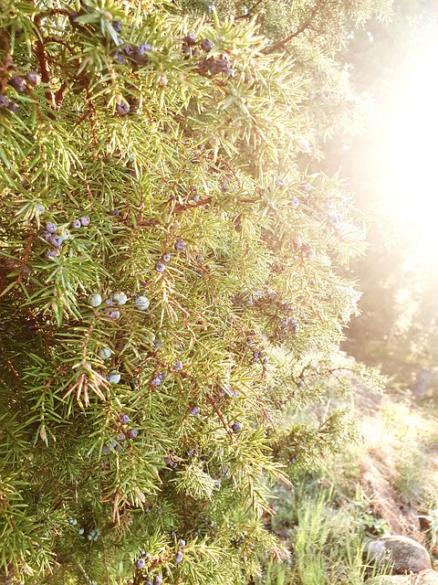Juniper Nature Tree - Free photo on Pixabay - Pixabay