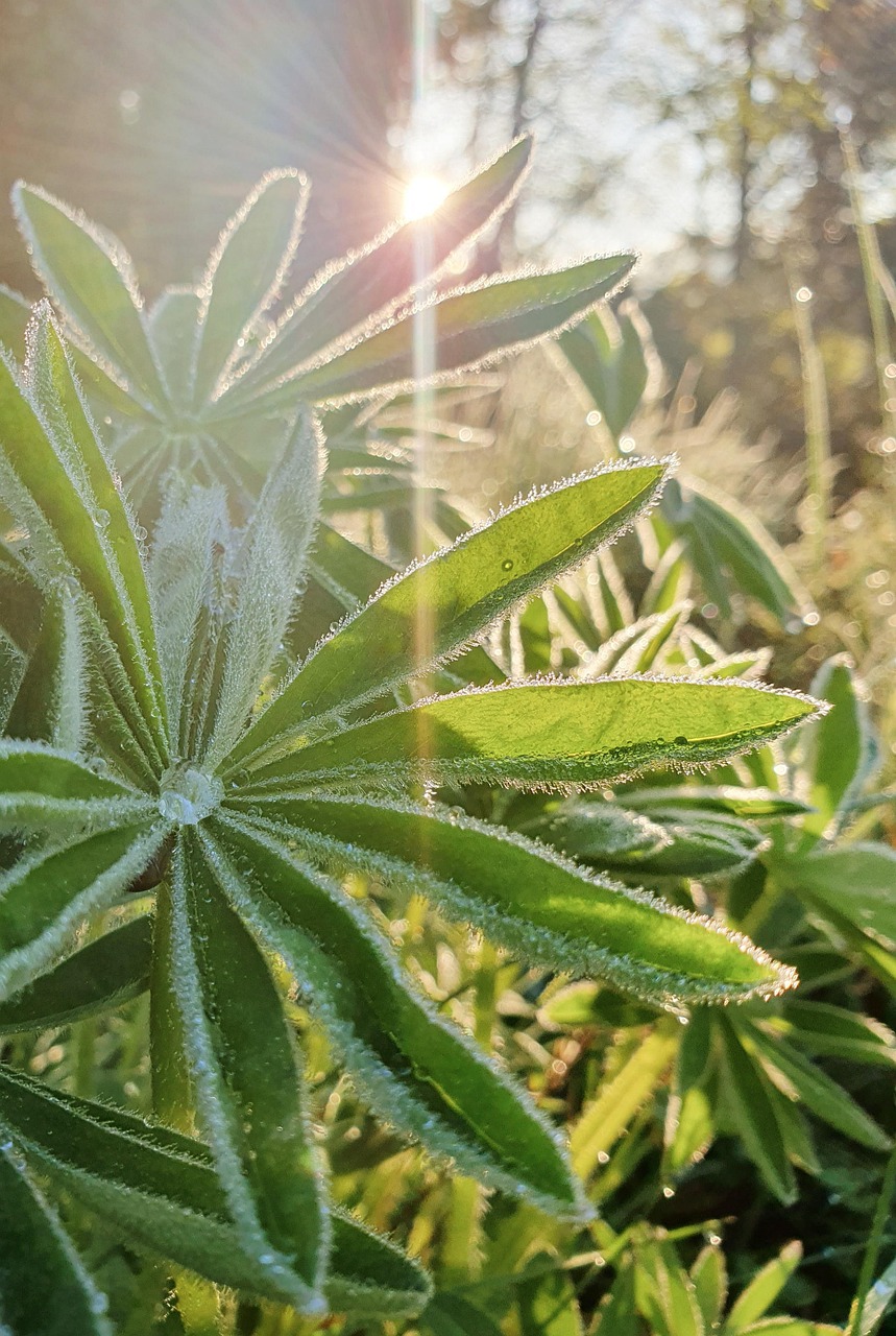 Lupin Nature Lupins - Photo gratuite sur Pixabay - Pixabay