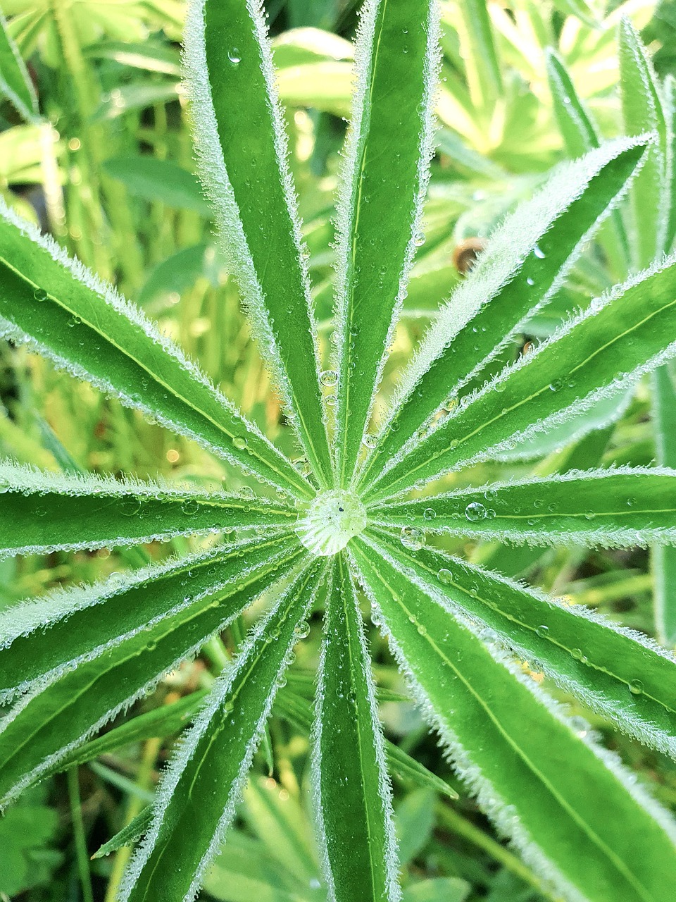 Lupin Nature Lupins - Photo gratuite sur Pixabay