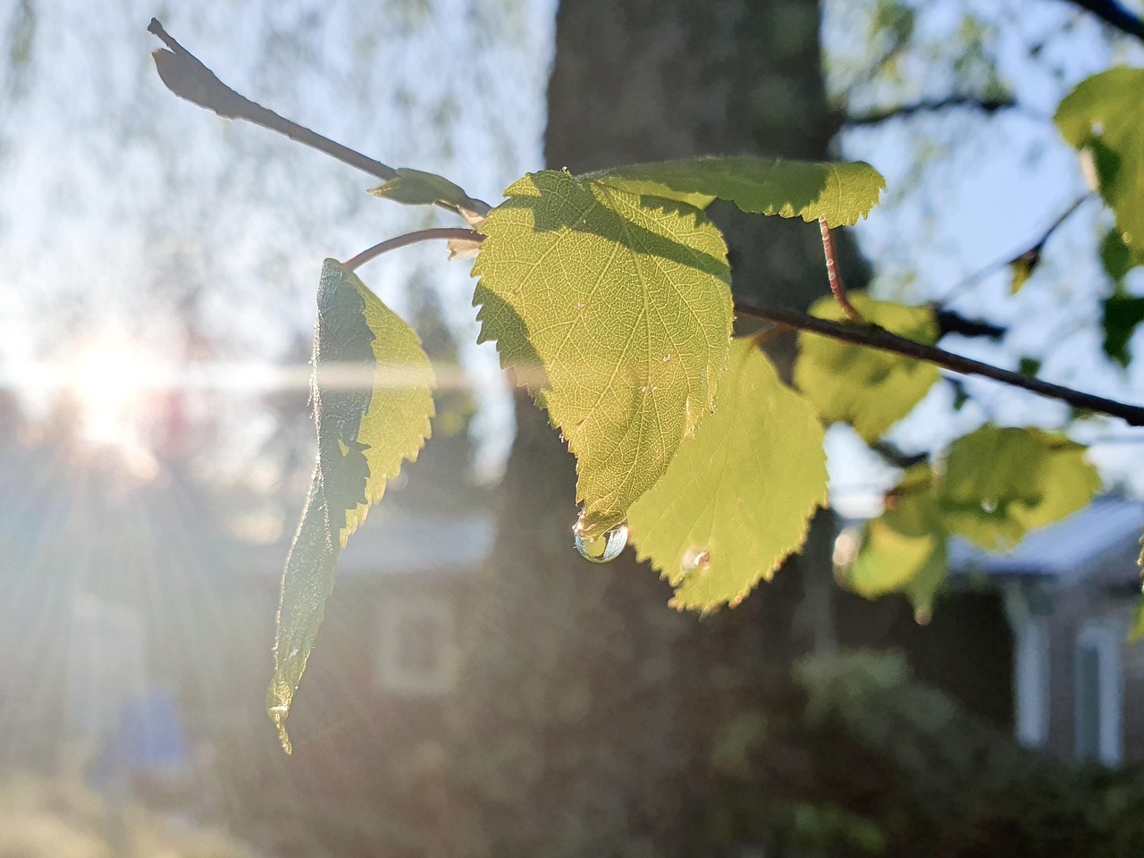 Dawn Sunrise Dew - Free photo on Pixabay - Pixabay