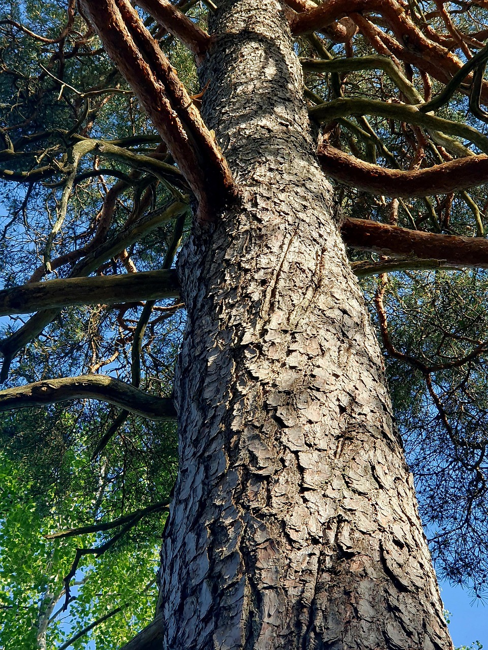 Tree Branches Forest - Free photo on Pixabay - Pixabay
