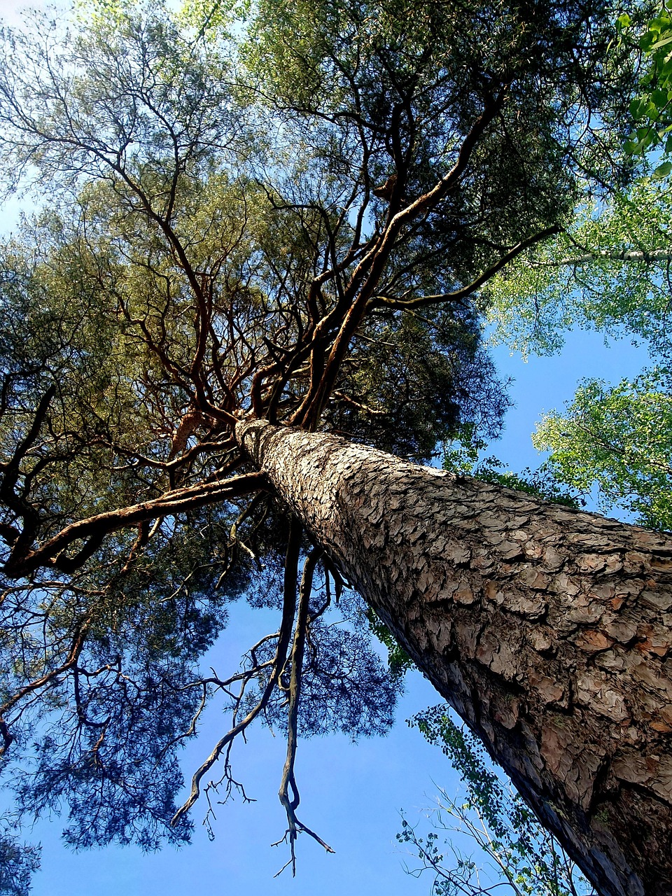 Tree Branches Forest - Free photo on Pixabay - Pixabay