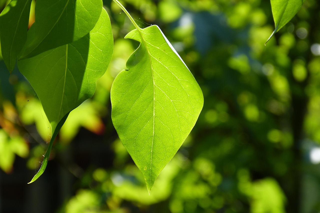 Summer Leaf Nature - Free photo on Pixabay
