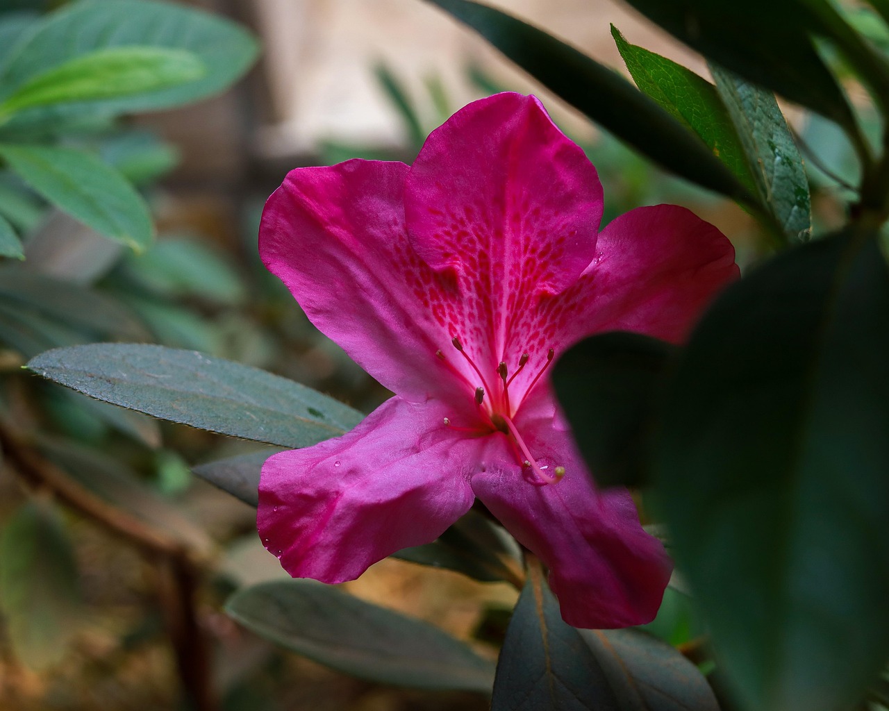 Flower Plant - Free photo on Pixabay - Pixabay