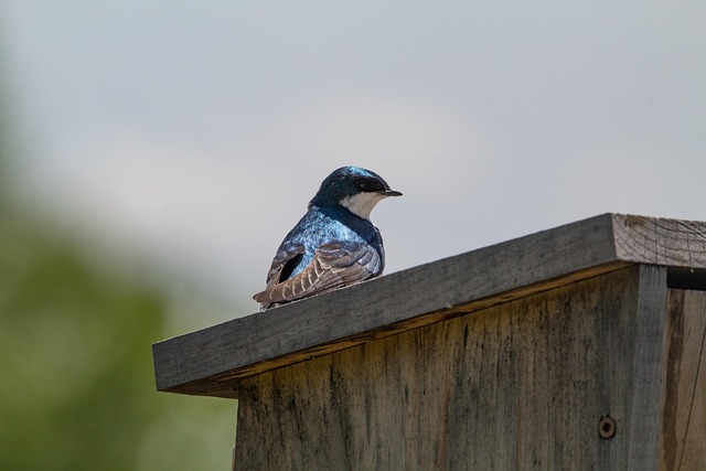 Oiseau Avaler Ornithologie - Photo gratuite sur Pixabay