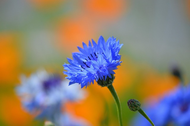 Cornflowers Cyanide Blue - Free photo on Pixabay