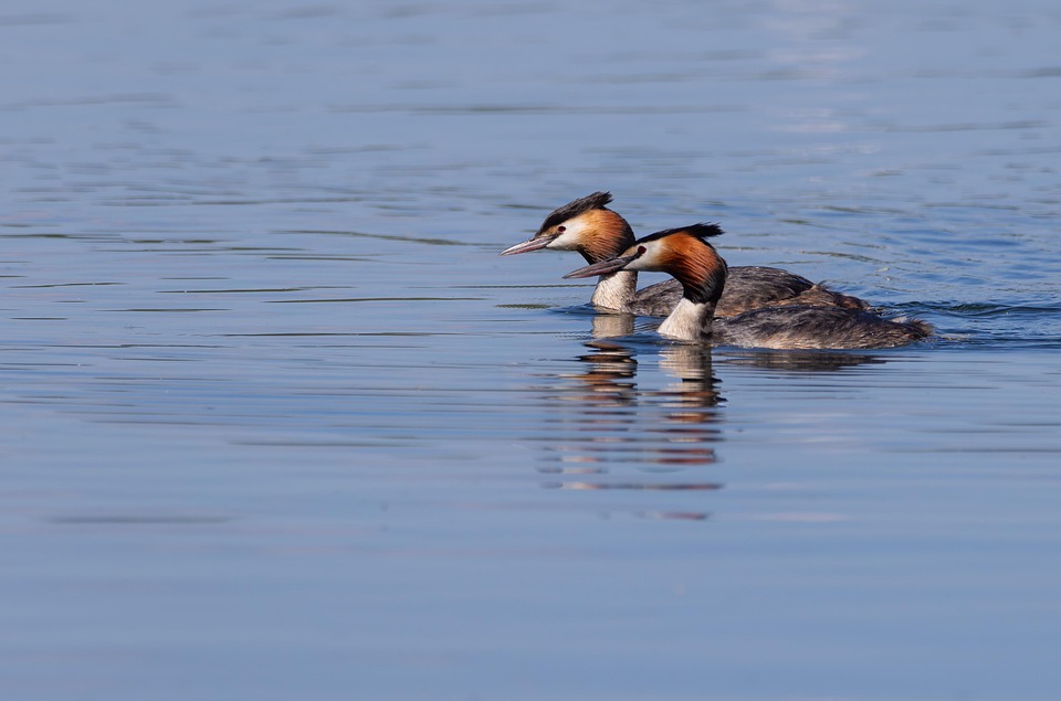 Great Crested Grebe Waterfowl - Free photo on Pixabay - Pixabay