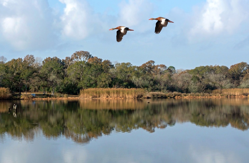 Orange-Billed Whistling Ducks - Free photo on Pixabay - Pixabay