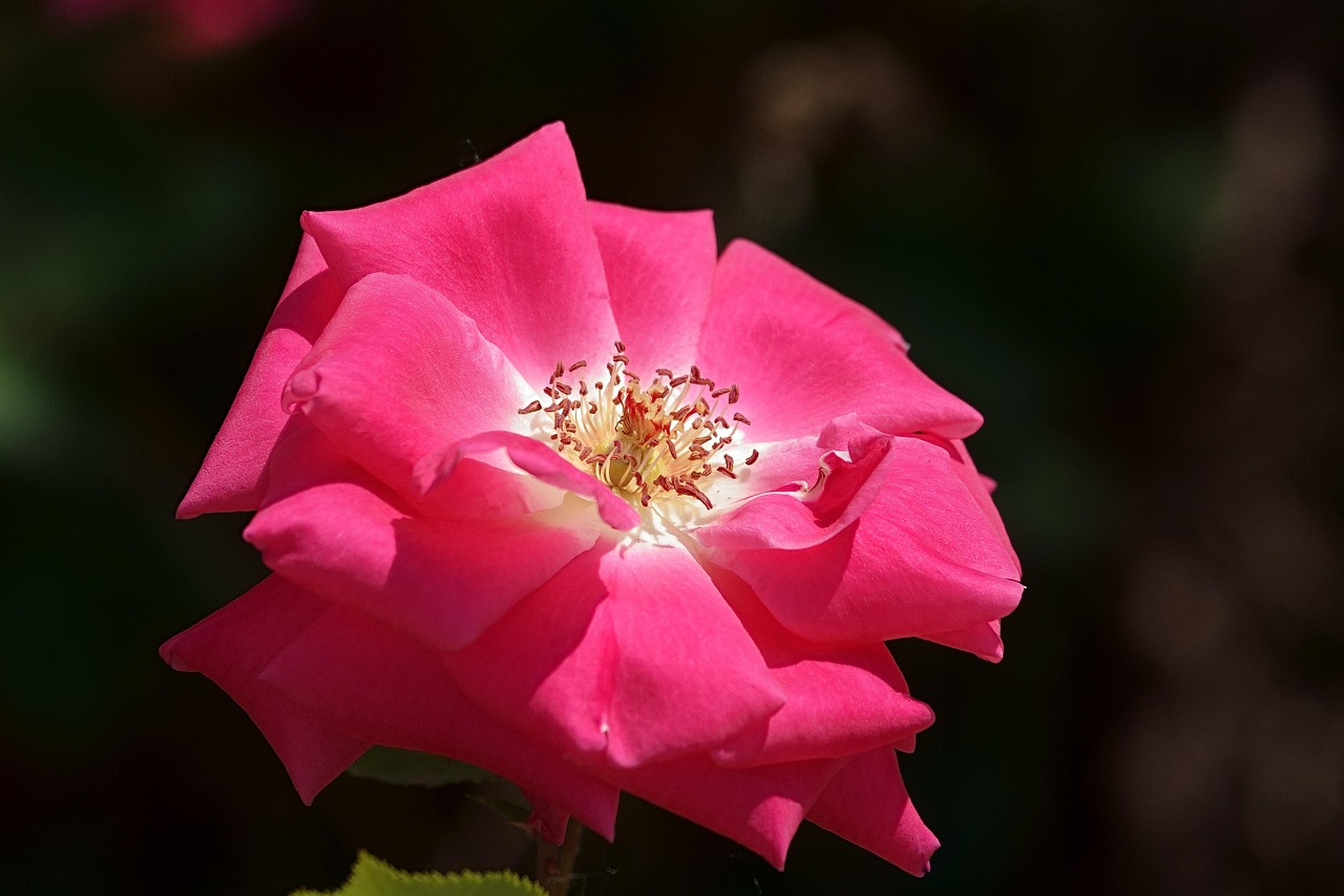 Fleurs Roses En Pleine Floraison - Photo gratuite sur Pixabay - Pixabay