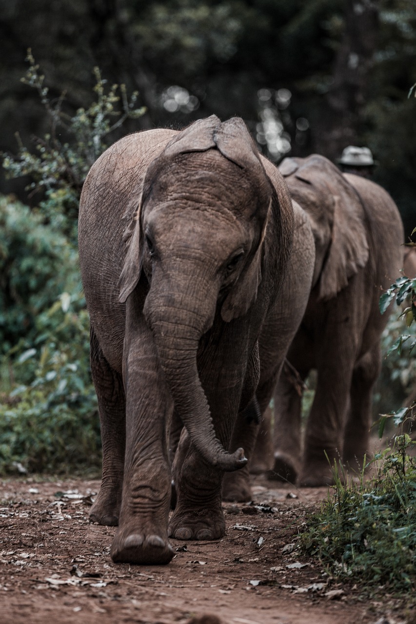 L'Éléphant Nature Animal - Photo gratuite sur Pixabay - Pixabay