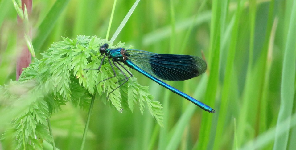 Demoiselle Libellule Insecte - Photo gratuite sur Pixabay - Pixabay