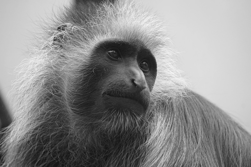 Animal Macaco Animais Selvagens - Foto gratuita no Pixabay - Pixabay