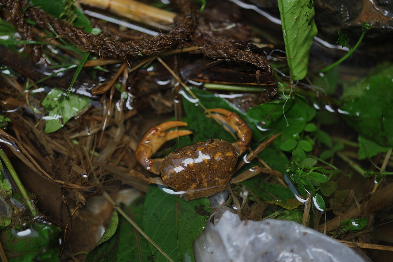 Crab Nature Wildlife - Free photo on Pixabay - Pixabay