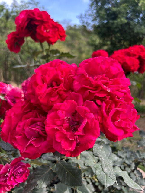 Rose Flower Roses - Free photo on Pixabay - Pixabay