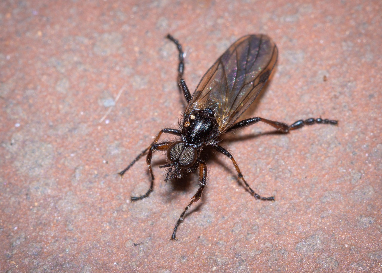 Voler Insecte La Nature - Photo gratuite sur Pixabay - Pixabay