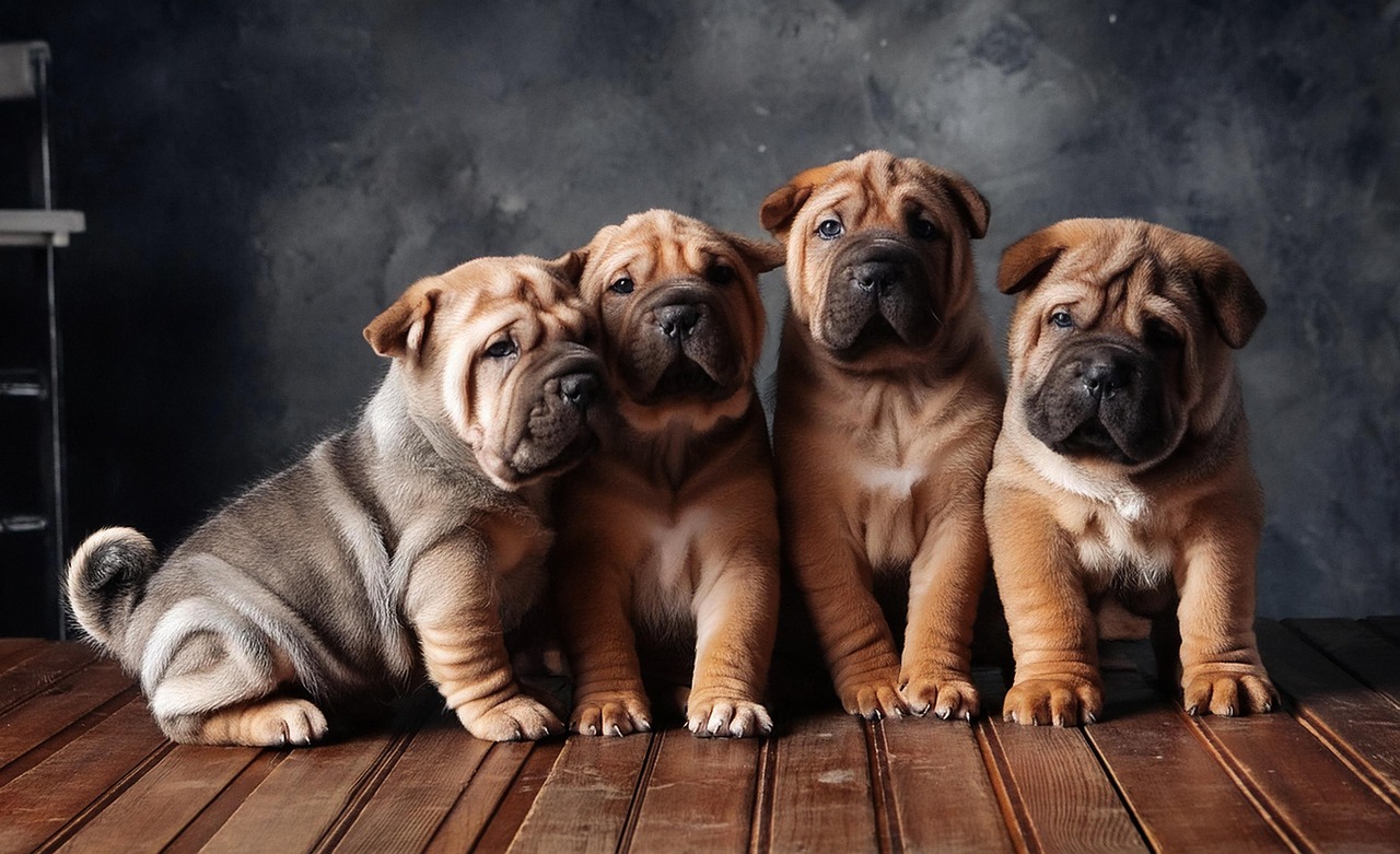 Download Animals, Puppy, Mammals. Royalty-Free Stock Illustration Image ...