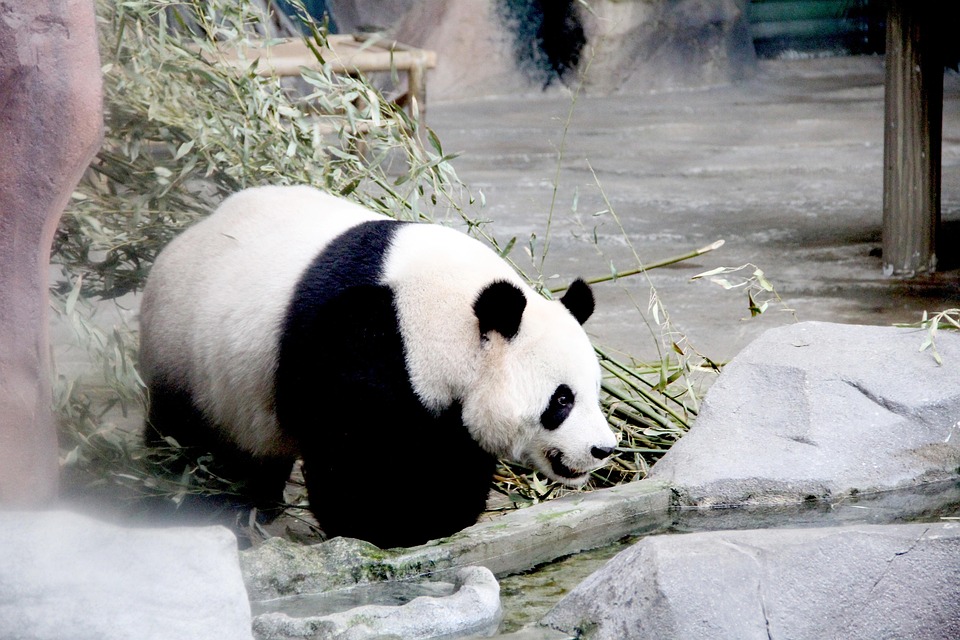 Animal Panda Mammal - Free photo on Pixabay