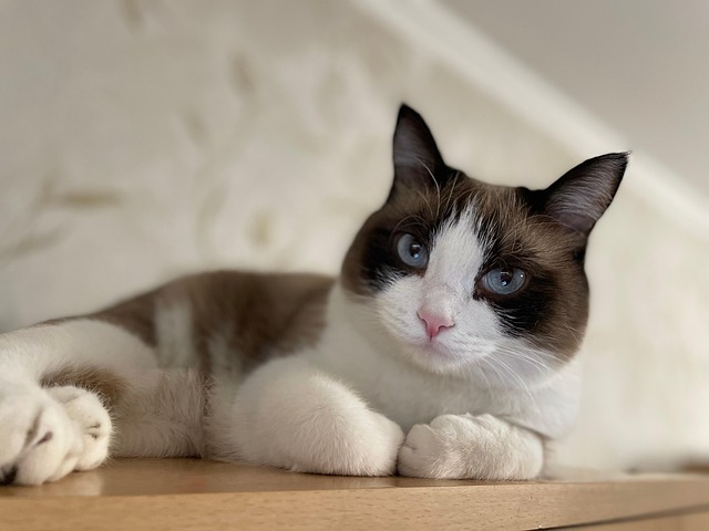 Animal Cat Feline - Free photo on Pixabay - Pixabay