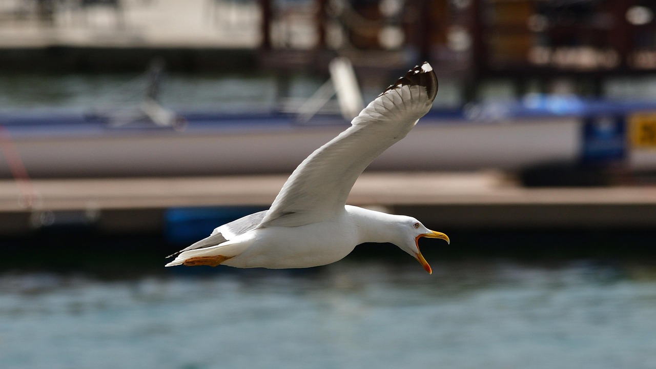 Bird Seagull Ornithology - Free photo on Pixabay - Pixabay