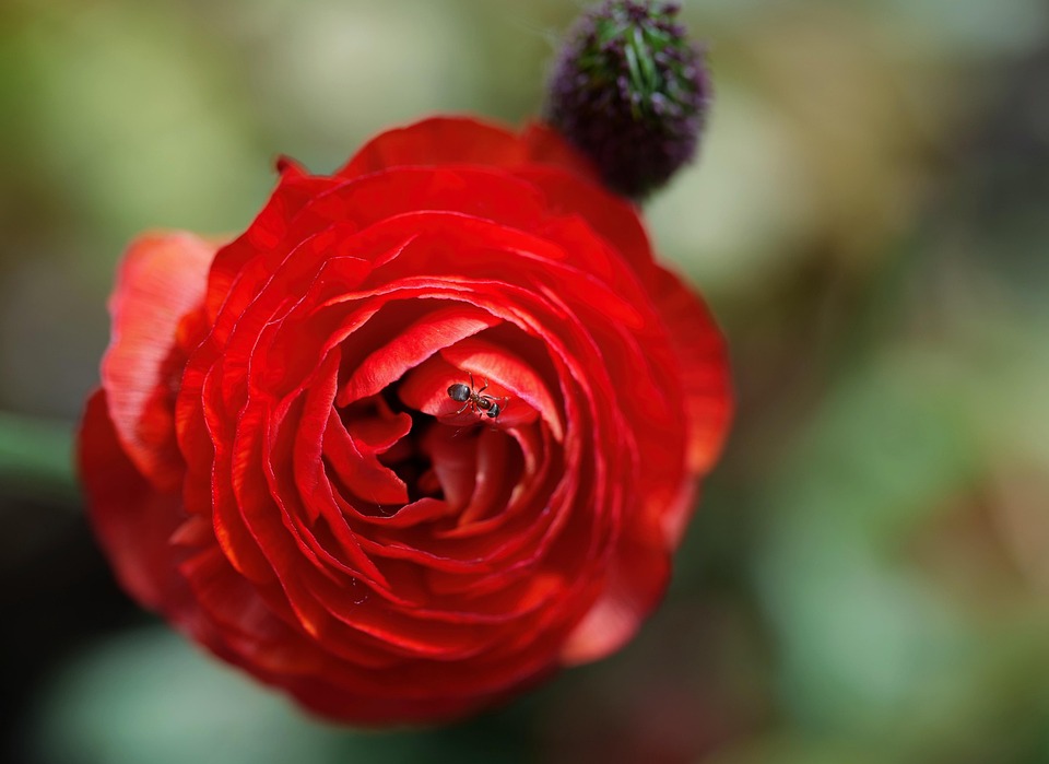 Insect Ranunculus Ant - Free photo on Pixabay - Pixabay