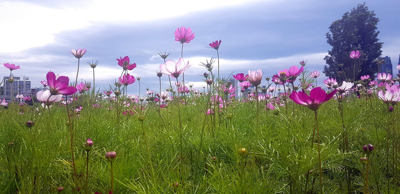 Cosmos Bunga - Foto gratis di Pixabay