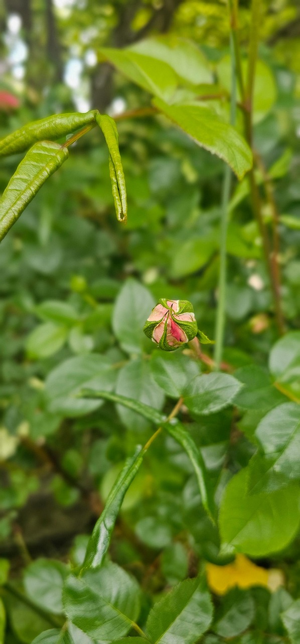 Rose Knospe Geschlossen - Kostenloses Foto auf Pixabay - Pixabay