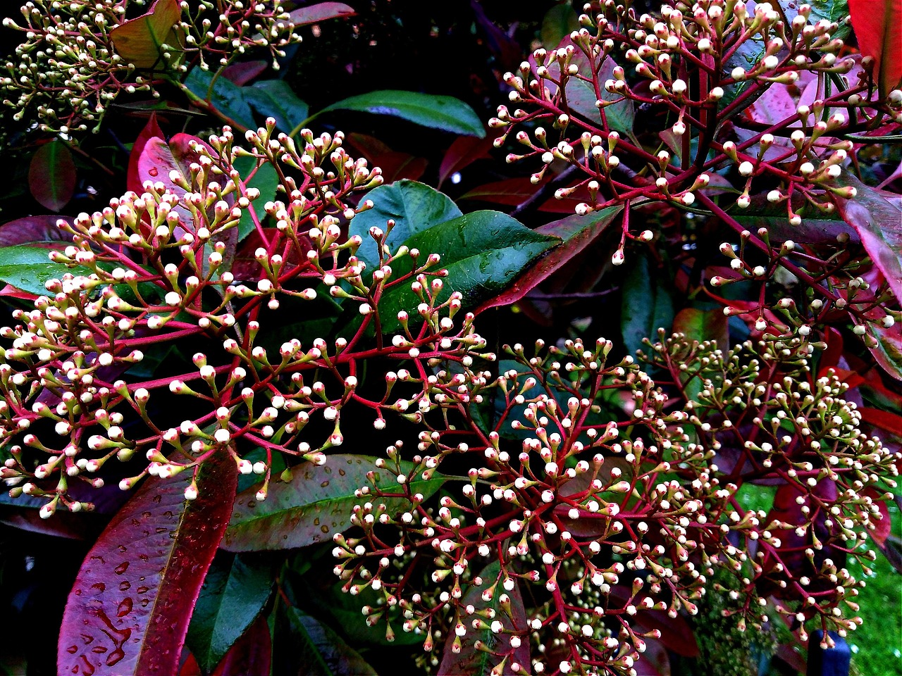 Photinia Foliage Garden - Free photo on Pixabay - Pixabay