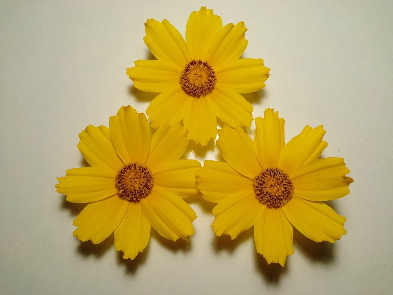 Bunga Flora Alam - Foto gratis di Pixabay