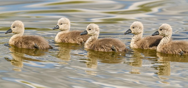 Birds Ornithology Chicks - Free photo on Pixabay - Pixabay