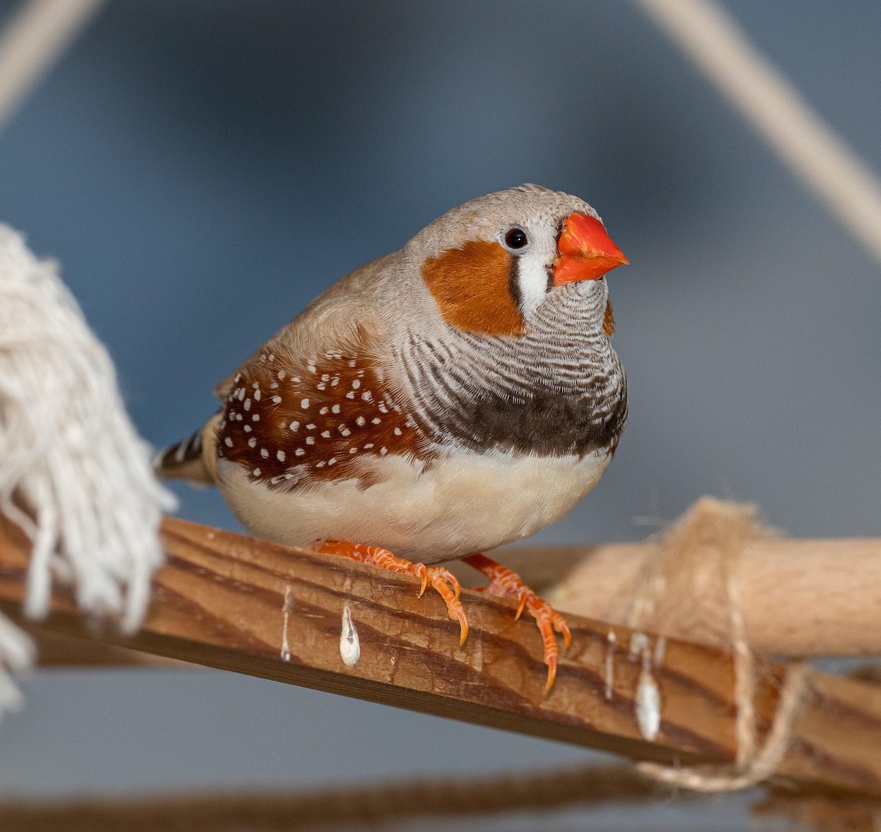 Zebra Finch Bird - Free photo on Pixabay - Pixabay