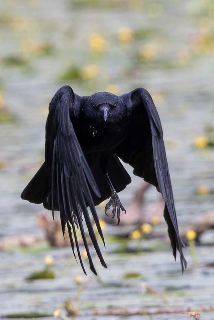 Bird Crow Ornithology - Free photo on Pixabay - Pixabay