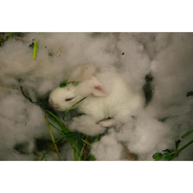 Rabit Tier Animal - Free photo on Pixabay