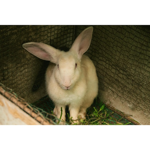 Coelho Camada Animal Jardim - Foto gratuita no Pixabay