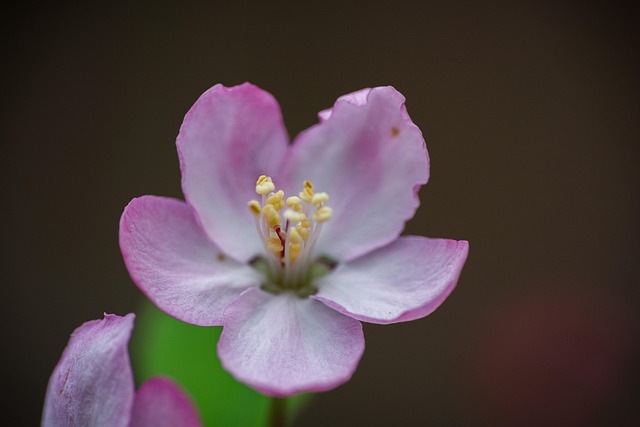 Flowers Petals Pink - Free photo on Pixabay - Pixabay