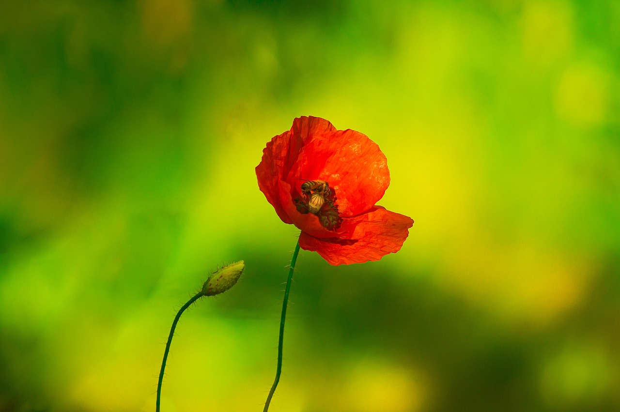 Fleur Coquelicot Botanique - Photo gratuite sur Pixabay - Pixabay